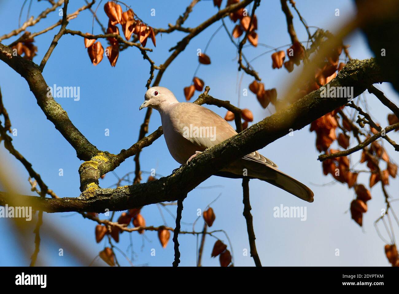 Eurasian collared dove, Türkentaube, Tourterelle turque, Streptopelia ...