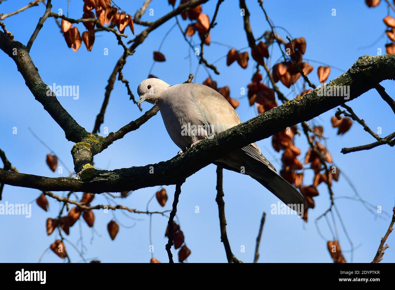 Eurasian collared dove, Türkentaube, Tourterelle turque, Streptopelia ...