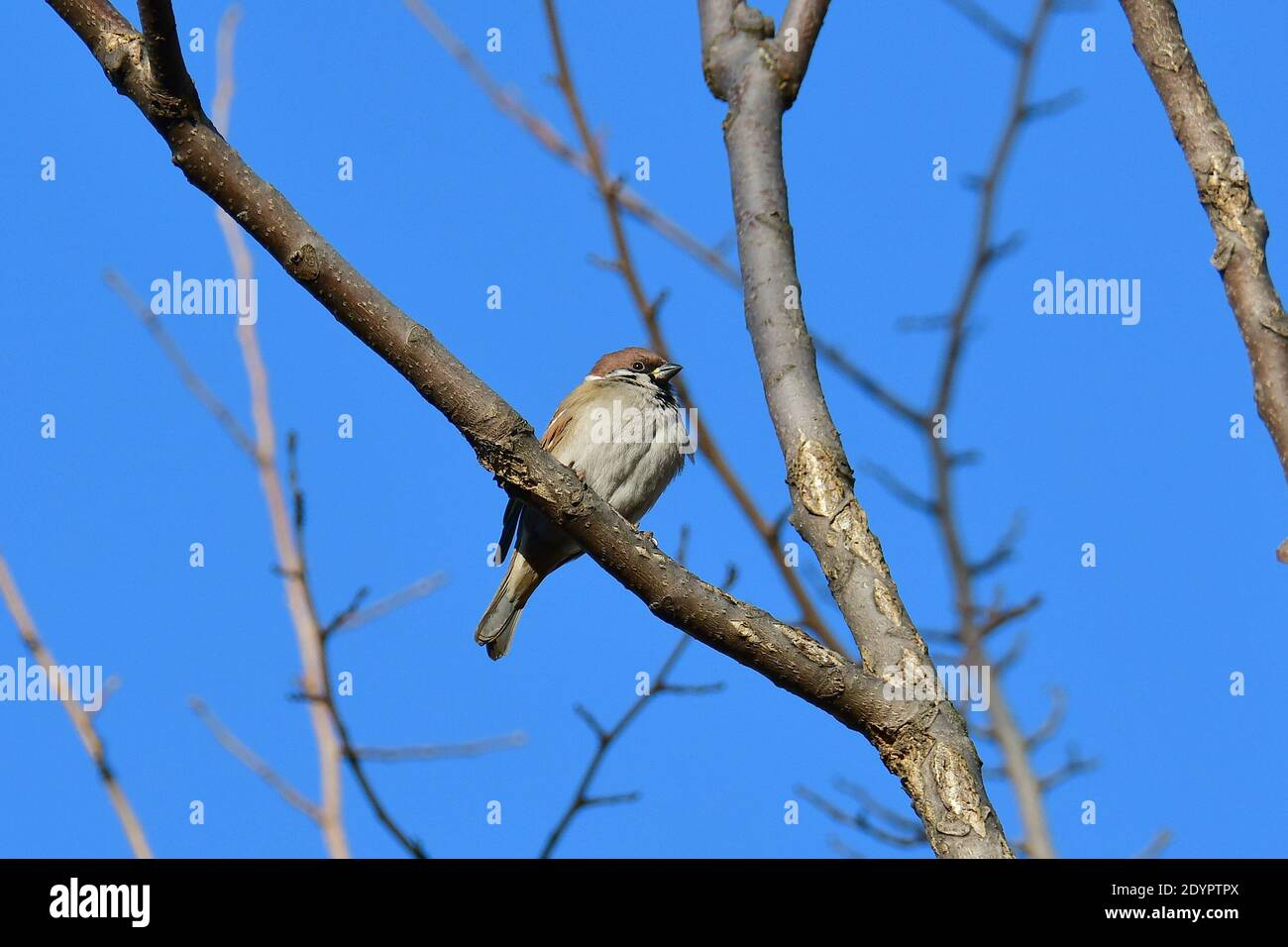 Eurasian tree sparrow, German sparrow, Feldsperling, Feldspatz, Passer ...