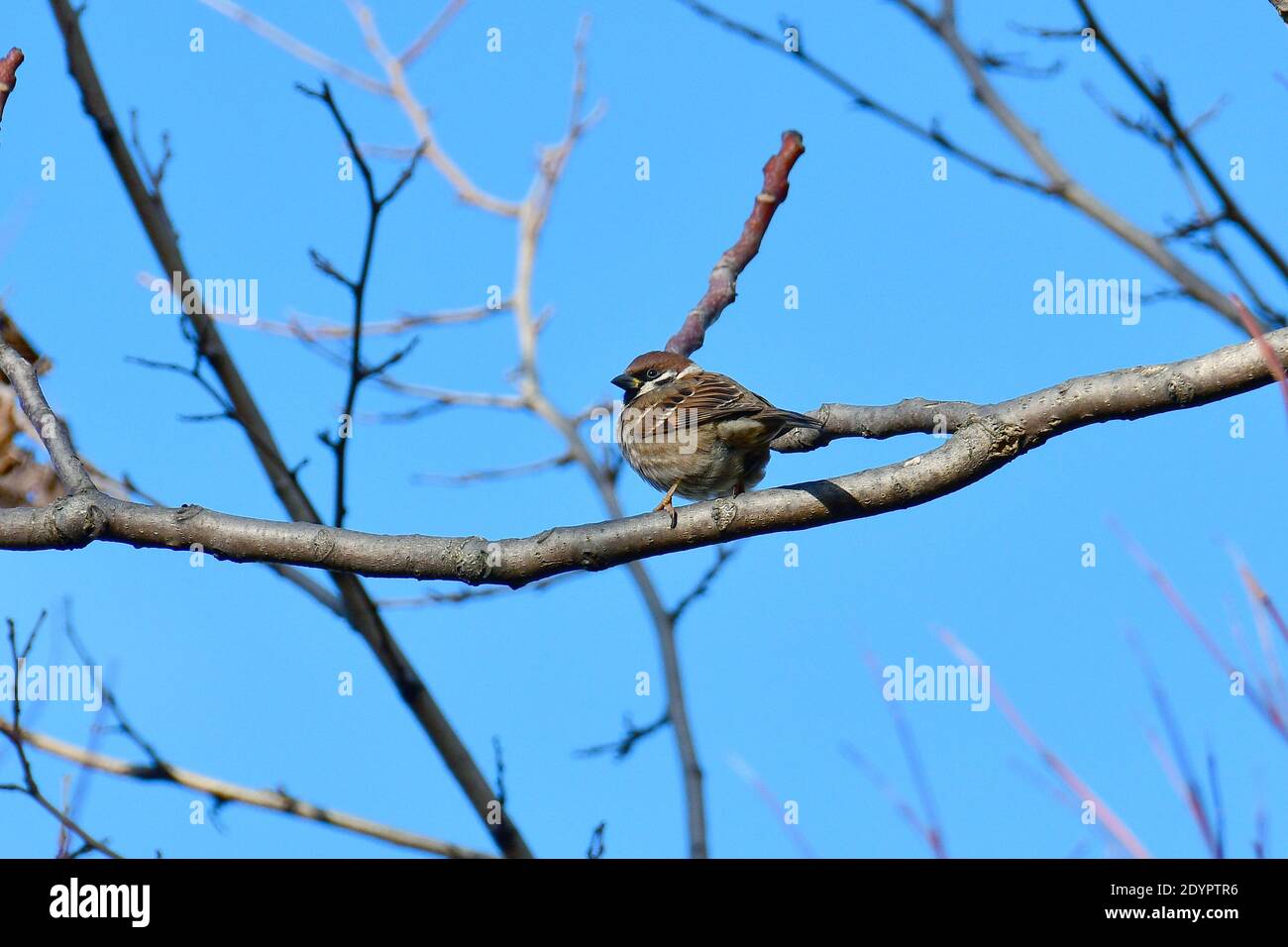 Eurasian tree sparrow, German sparrow, Feldsperling, Feldspatz, Passer ...