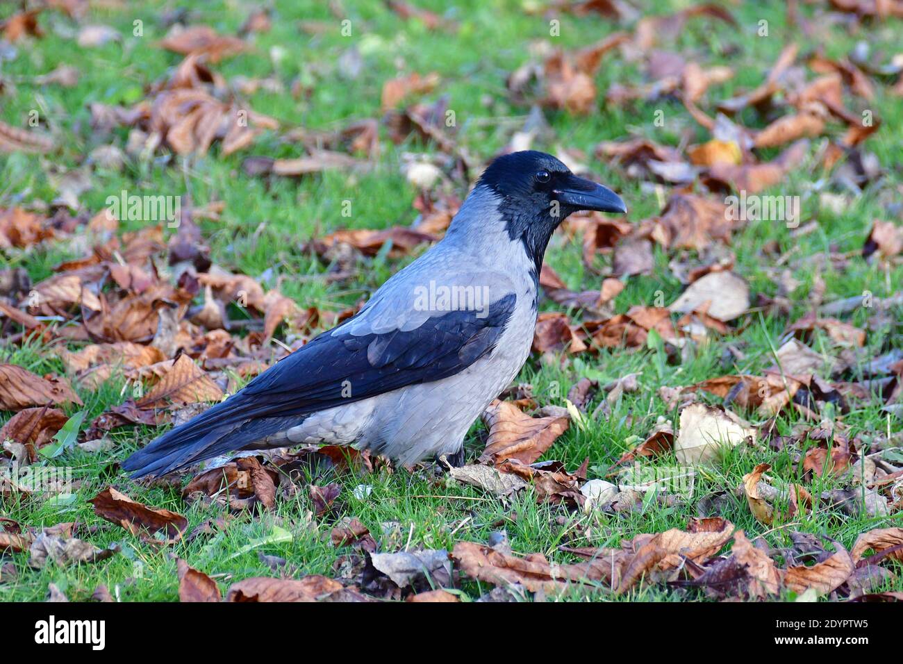 hooded crow, hoodie, grey crow, Corneille mantelée, Corvus cornix ...