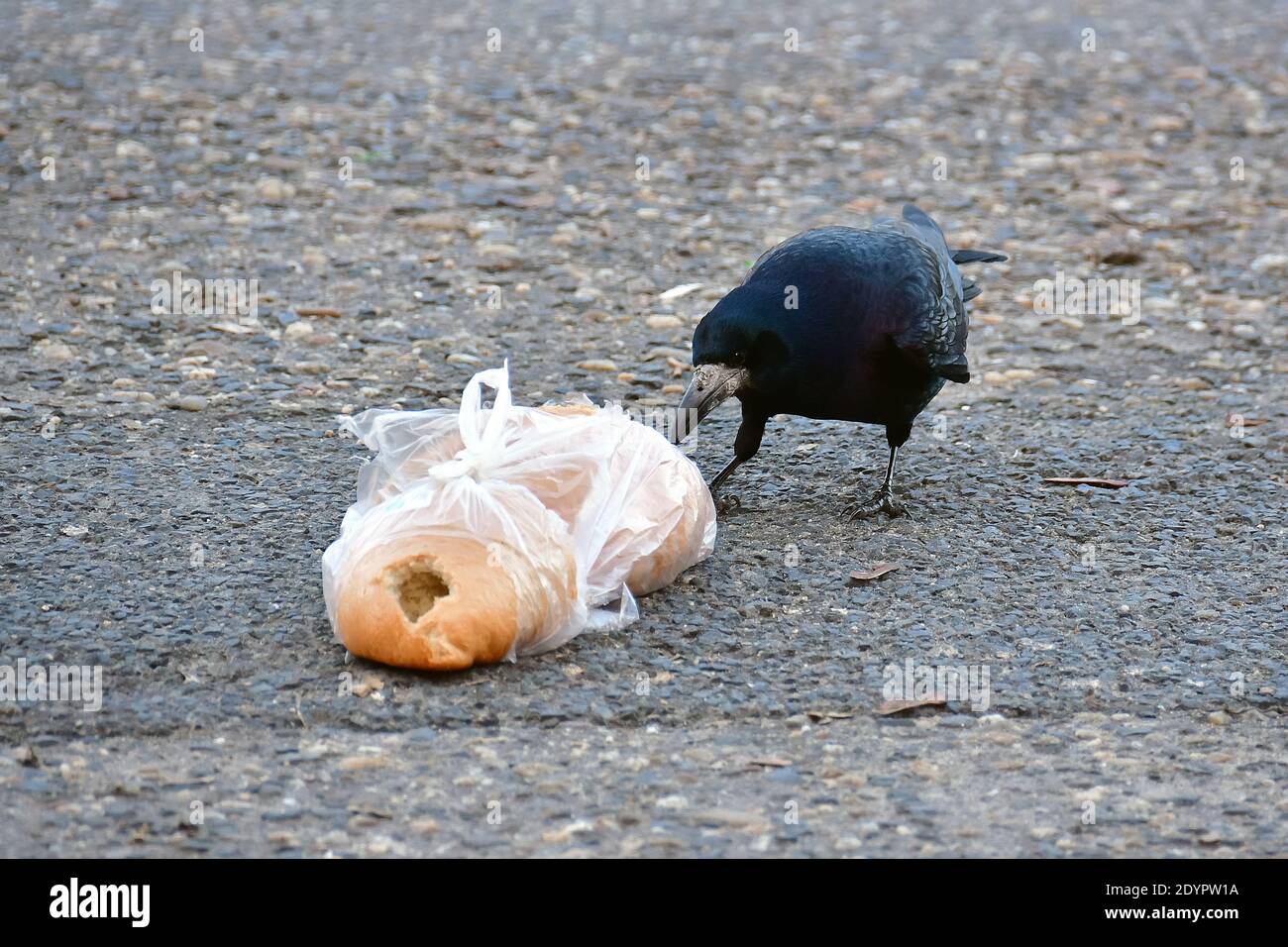 Rook eating bread, Saatkrähe, Corvus frugilegus, vetési varjú Stock ...