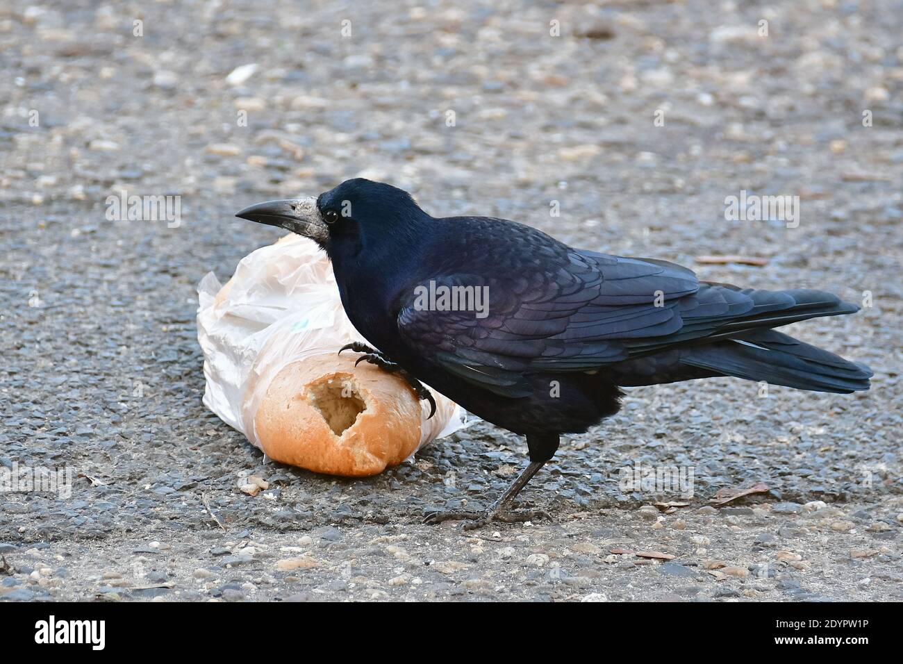 Rook eating bread, Saatkrähe, Corvus frugilegus, vetési varjú Stock ...