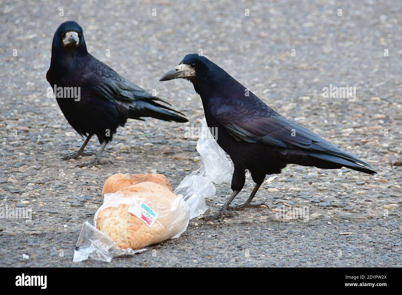 Rook eating bread, Saatkrähe, Corvus frugilegus, vetési varjú Stock ...