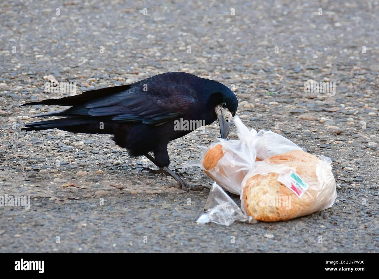 Rook eating bread, Saatkrähe, Corvus frugilegus, vetési varjú Stock ...