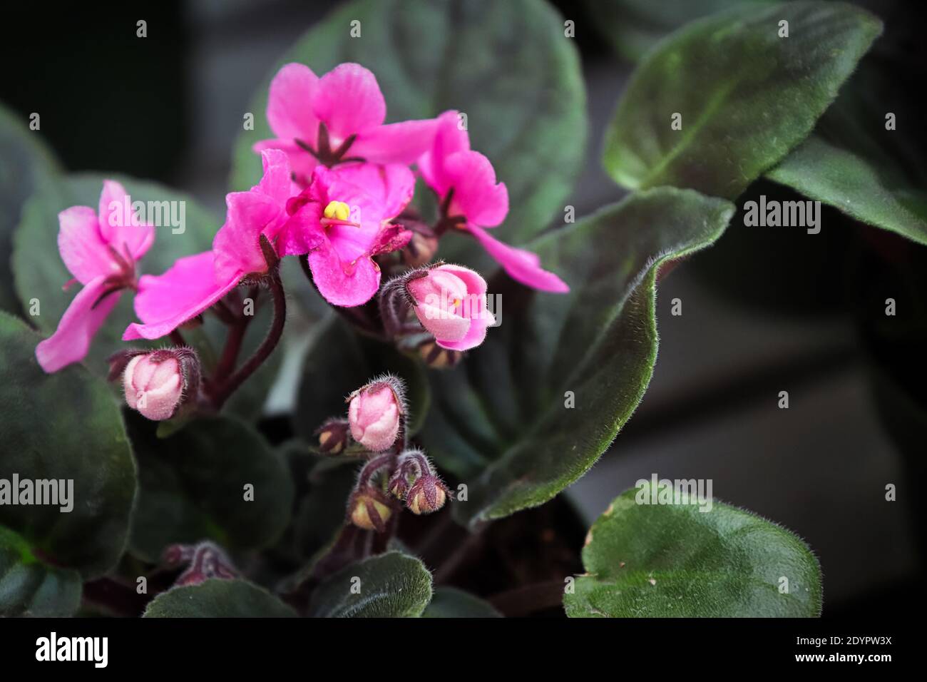 Side view of pink african violet buds on peduncles Stock Photo - Alamy
