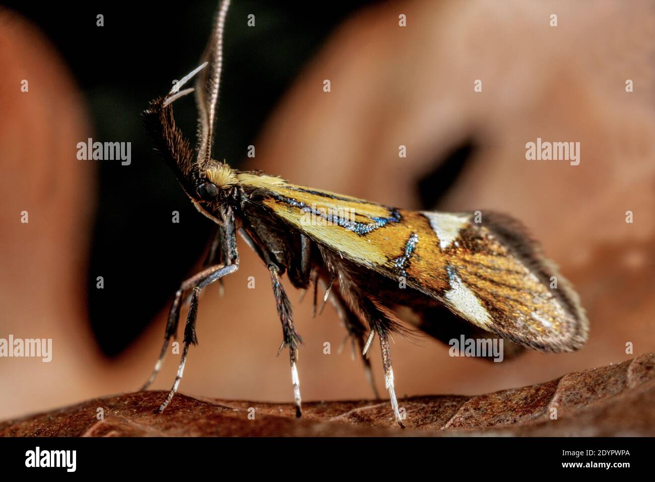 Colourful moth hi-res stock photography and images - Alamy