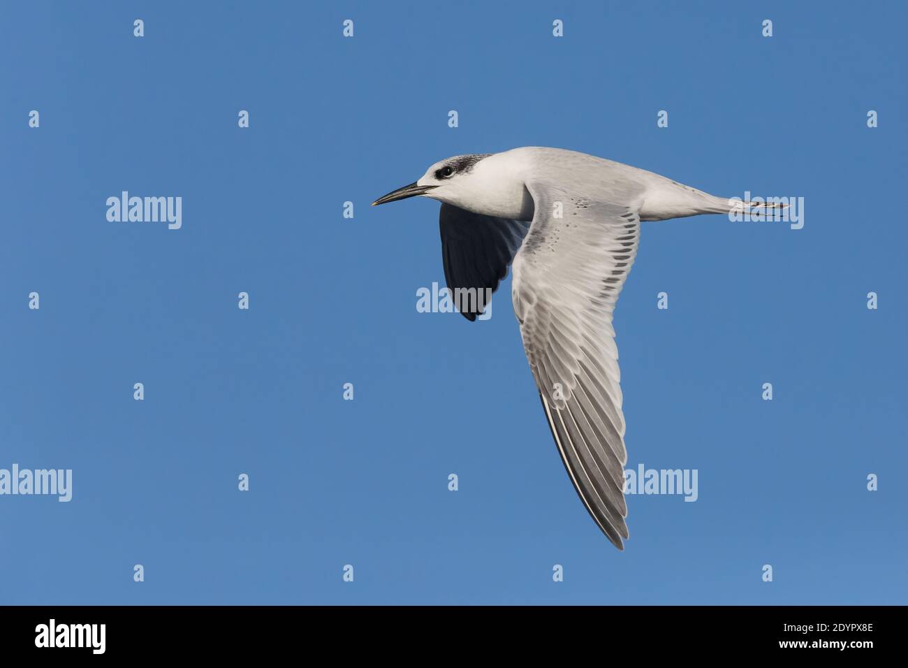Sandwich Tern (Thalasseus sandvicensis), side view of a juvenile in ...