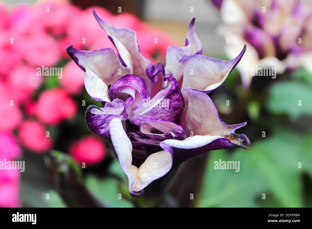 Devils trumpet flower hi-res stock photography and images - Alamy