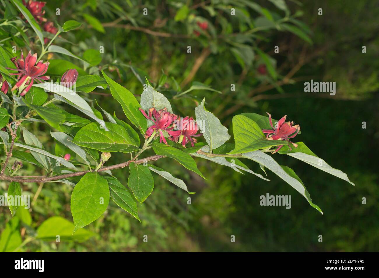 Carolina Allspice High Resolution Stock Photography and Images - Alamy