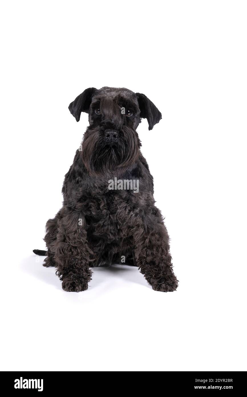 A Cute miniature Schnauzer dog sitting looking away isolated on a white ...