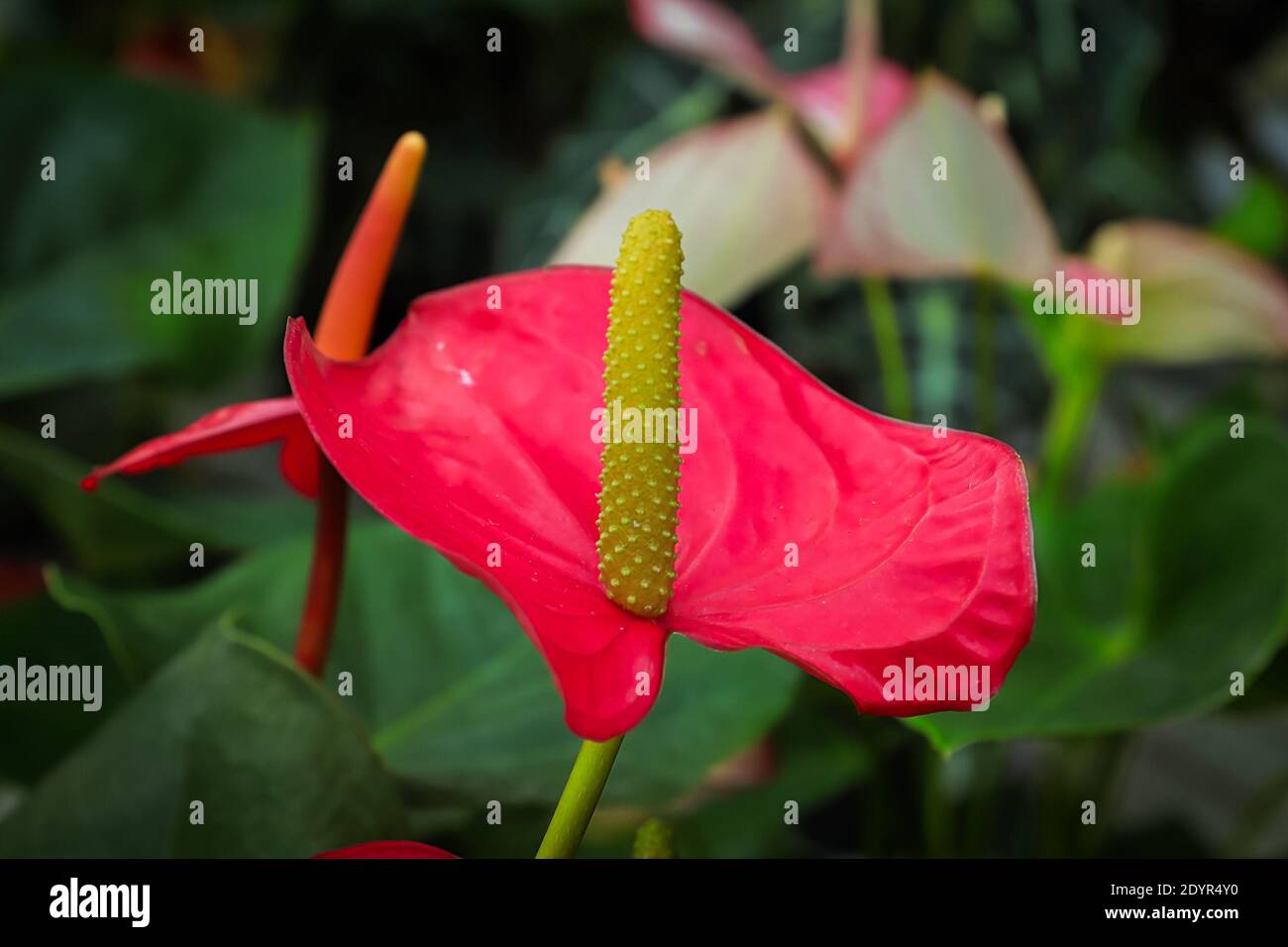 Macro view of the spadix on a anthurium plant Stock Photo - Alamy