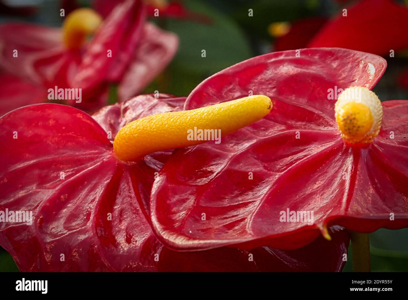 Spadix spike hi-res stock photography and images - Alamy
