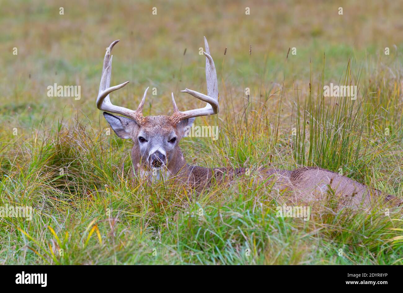 White-tailed deer buck walking through the meadow during the autumn rut ...