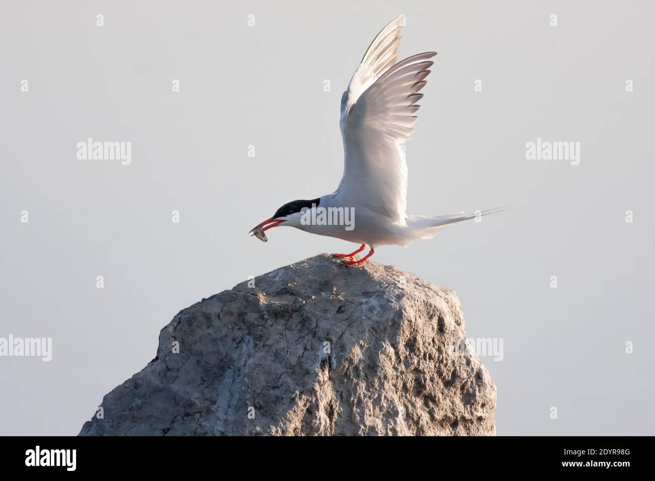 Common tern with fish lands on a rock in Canada Stock Photo - Alamy