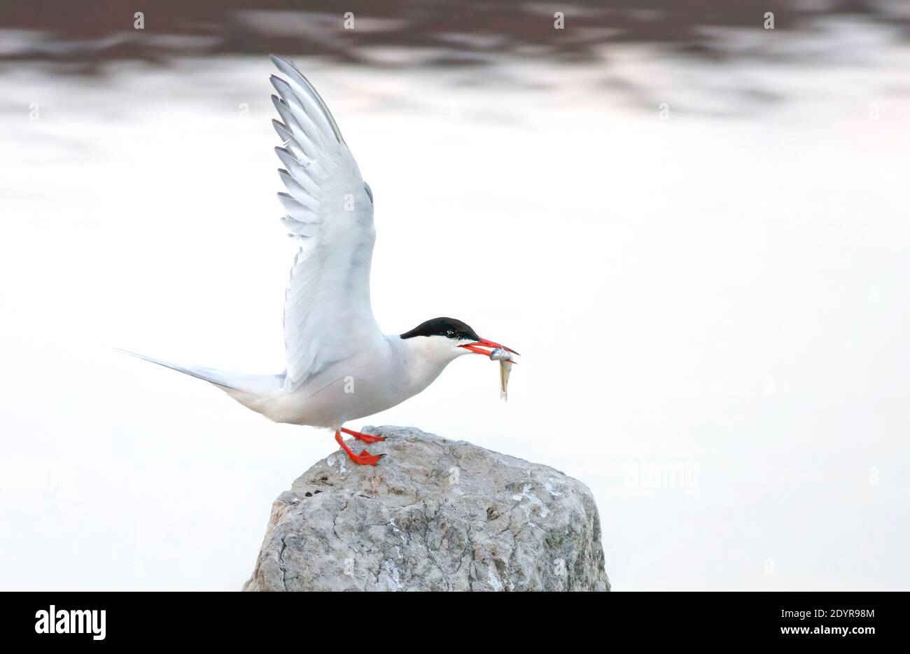 Common tern with fish lands on a rock in Canada Stock Photo - Alamy