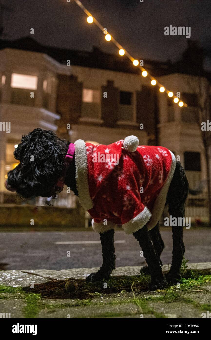A small dog looks sad and lonely at Christmas in a Santa Claus outfit ...