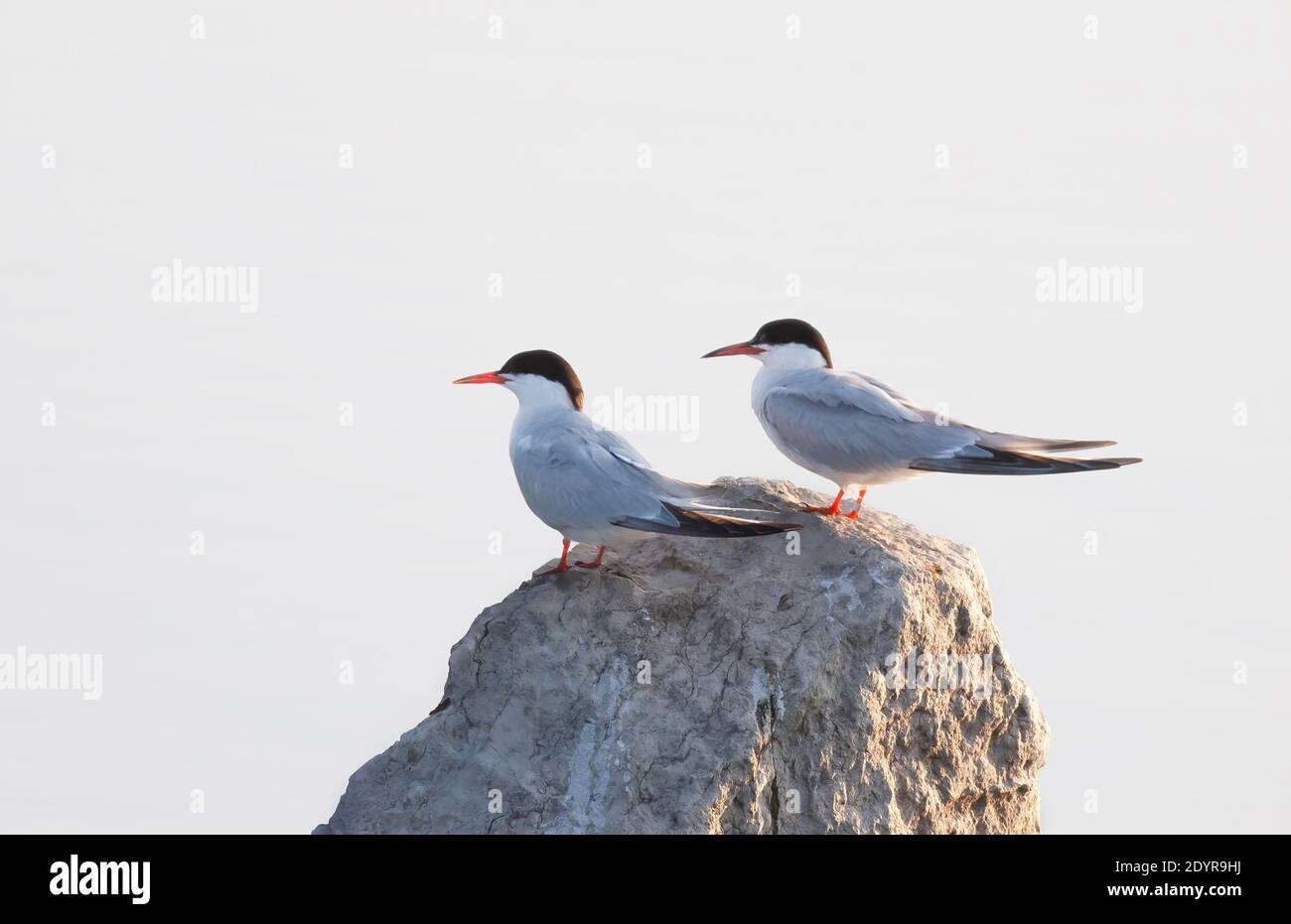 Common terns sitting atop of a rock in Canada Stock Photo - Alamy