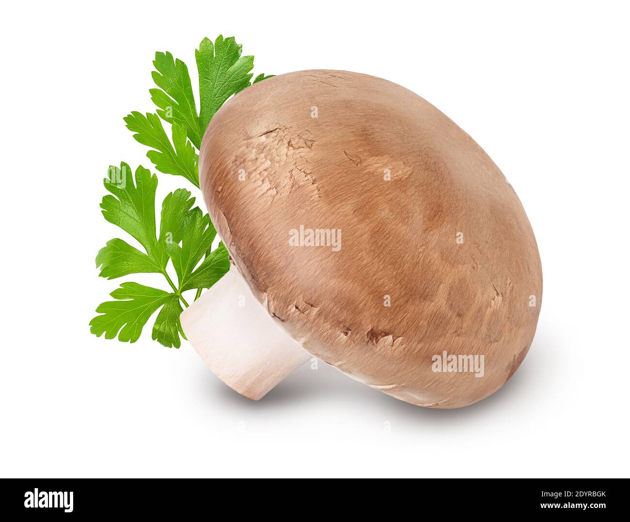 Royal Brown champignon isolated on white background with clipping path ...