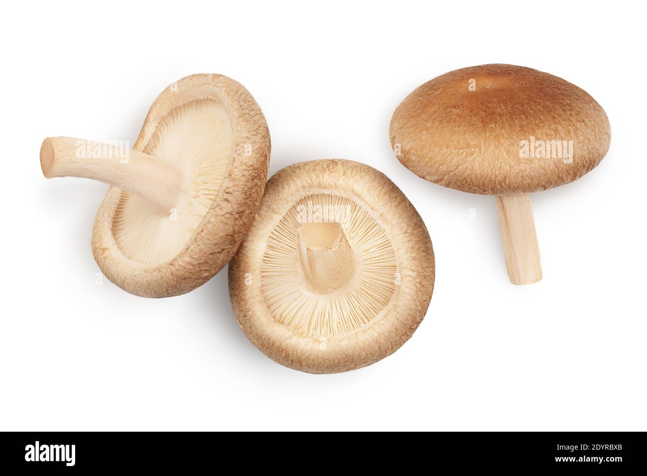 Fresh Shiitake mushroom isolated on white background with clipping path ...