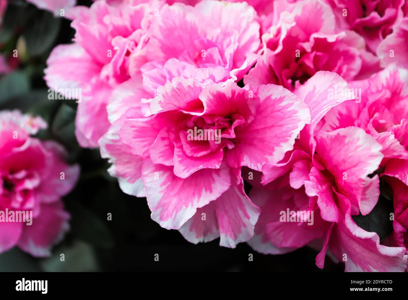 Macro of pink and white azalea flowers growing Stock Photo - Alamy