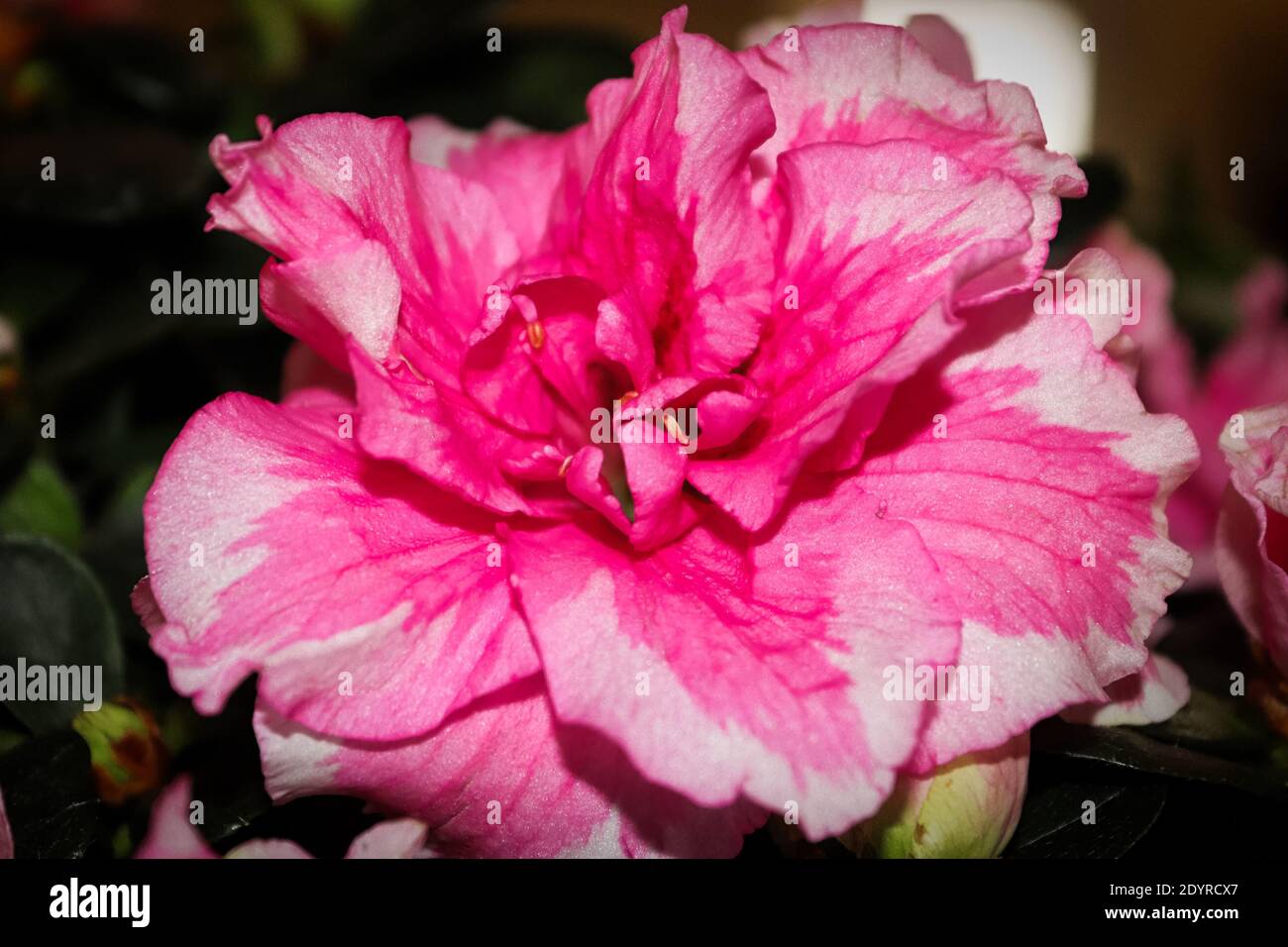 Closeup of a single pink azalea flower blossom Stock Photo - Alamy