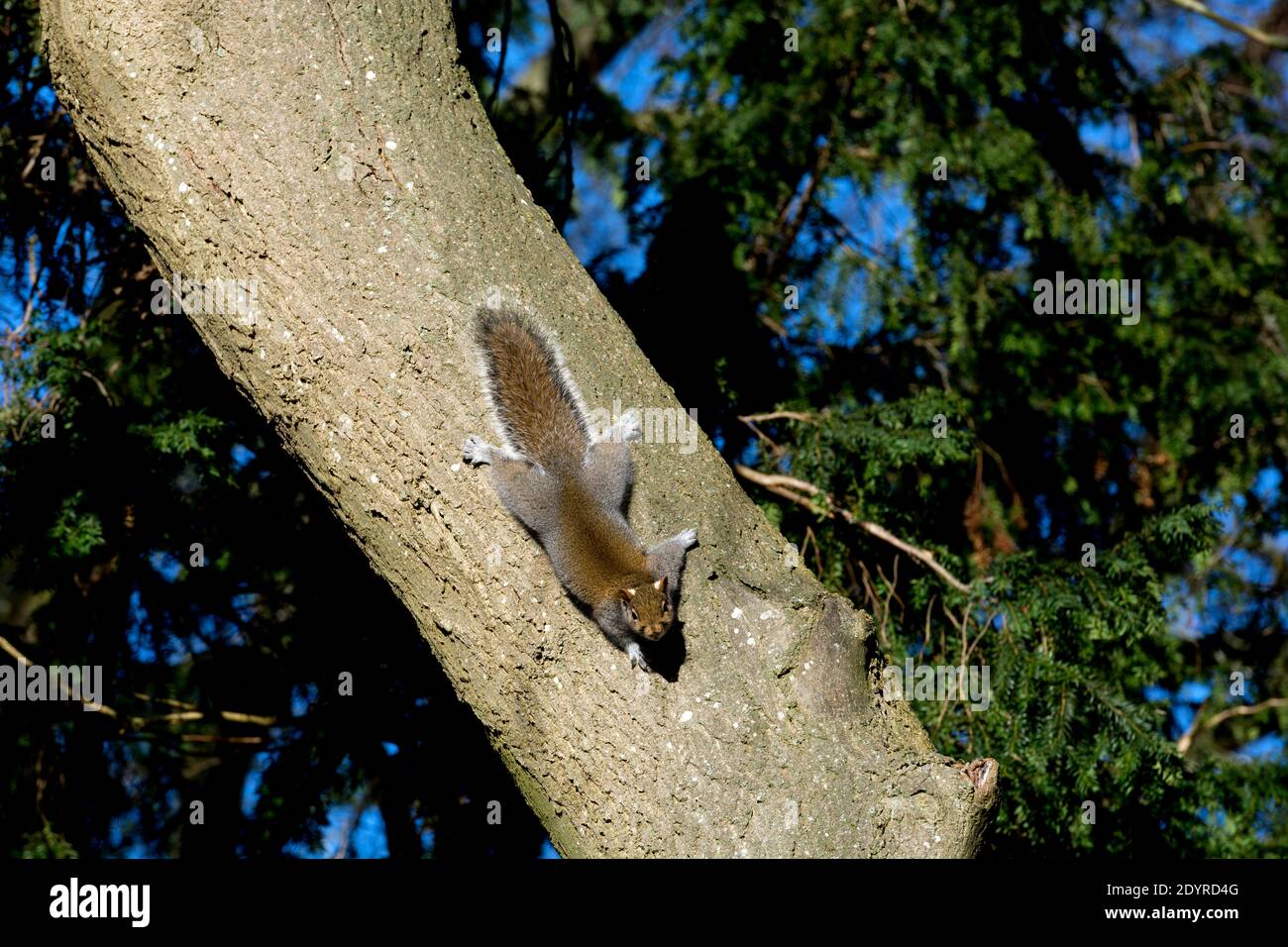 Upside down tree hi-res stock photography and images - Alamy