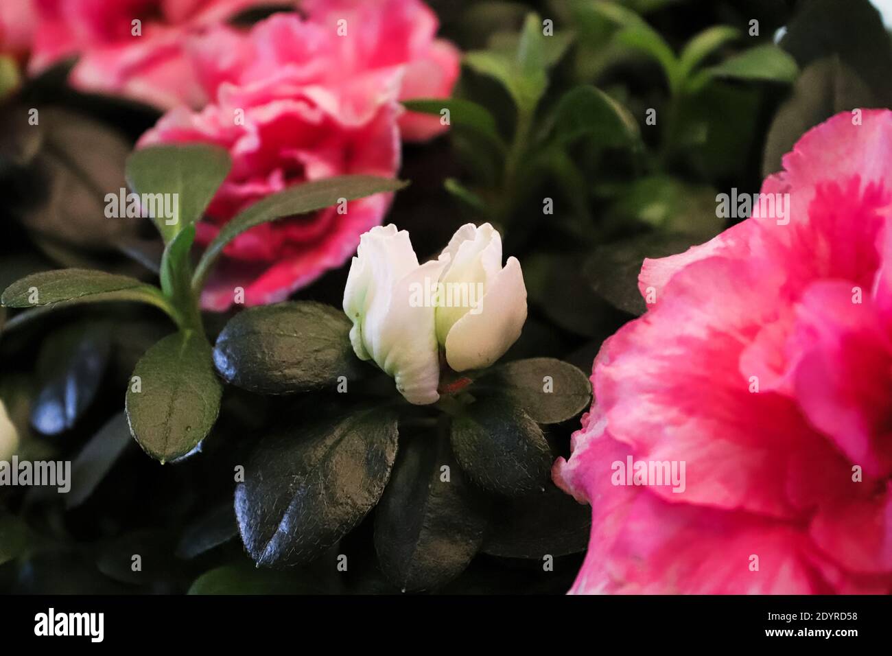 Two white azalea flower buds between pink flowers Stock Photo - Alamy