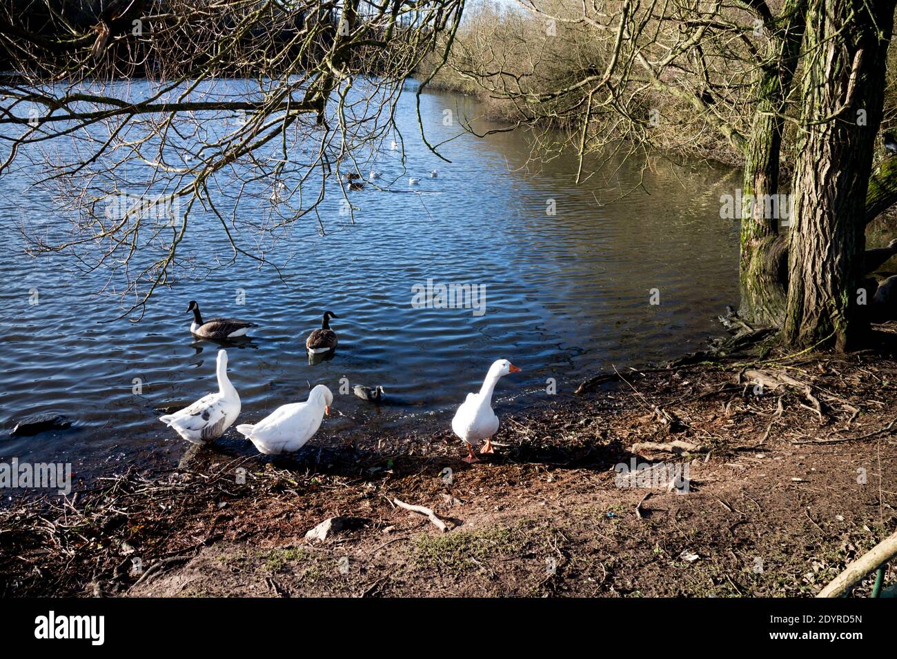 Hillfield park solihull hi-res stock photography and images - Alamy