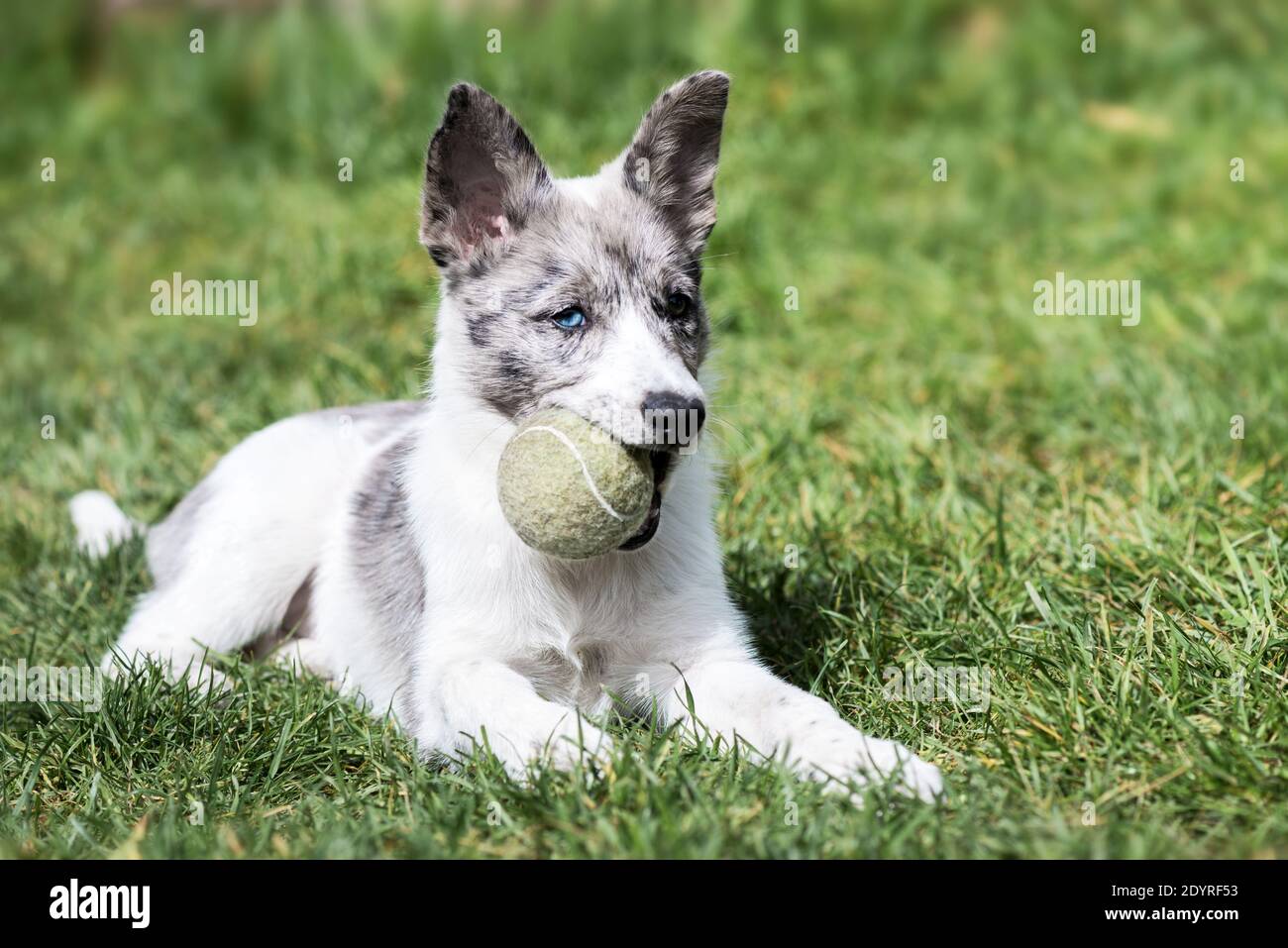 Puppy holding a tennis ball in his teeth Stock Photo - Alamy