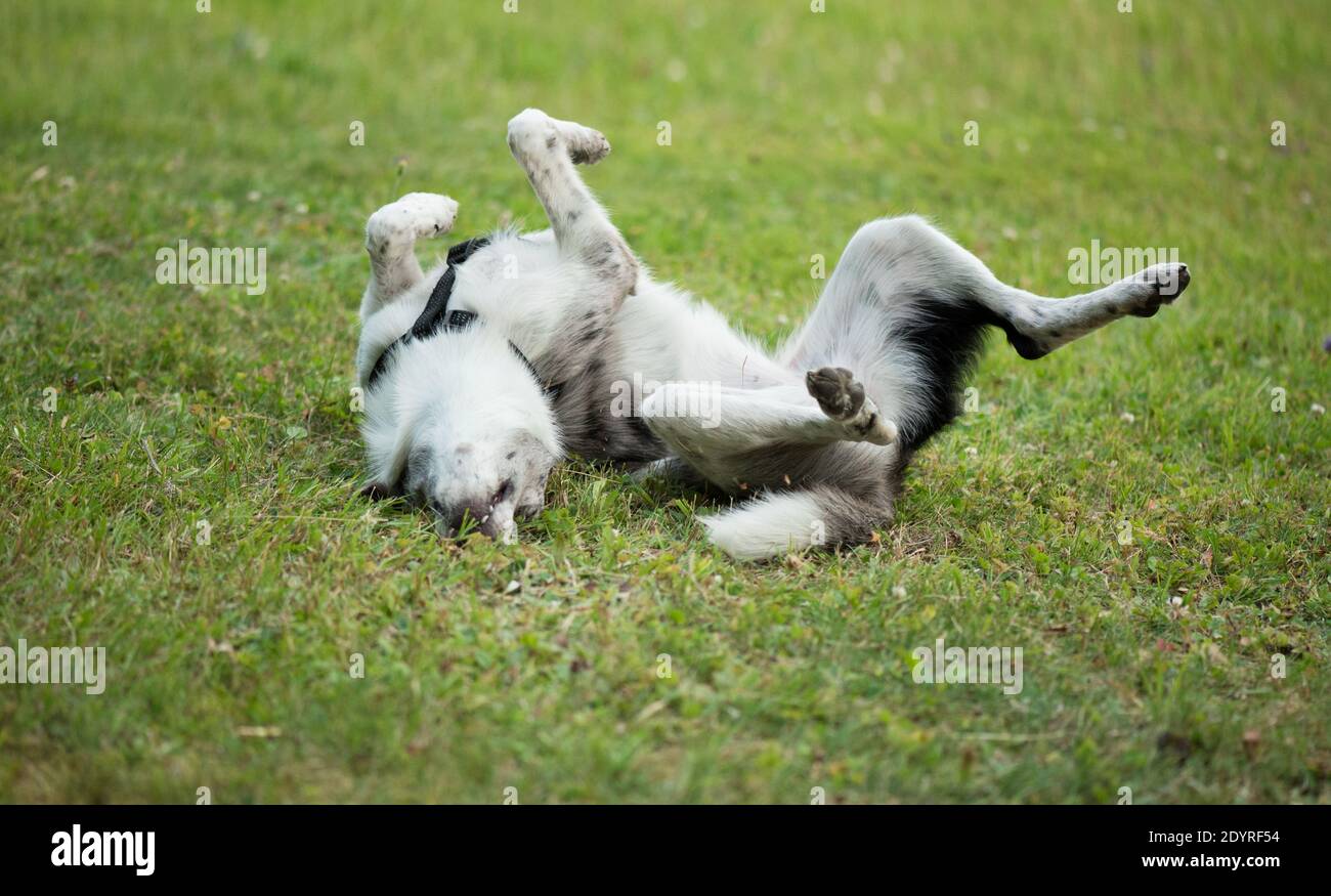 Happy dog roll in grass. Blue Merle Border Collie. Herding dog breed ...