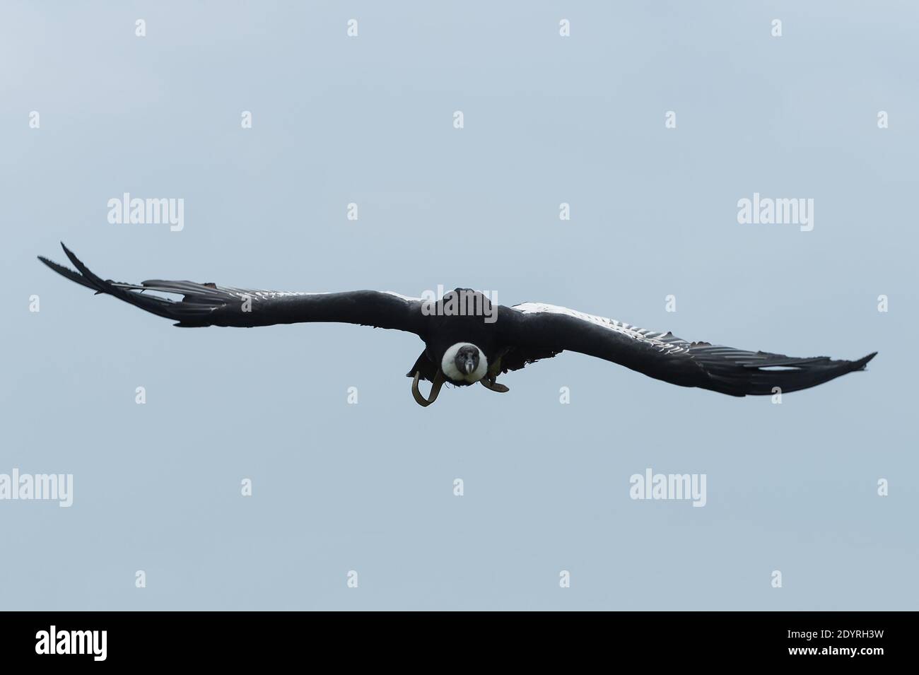 The female Condor (mother of the babies condor) at 'Les Aigles du Leman ...