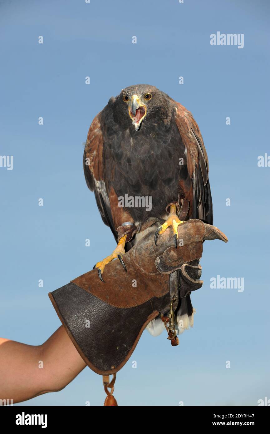 The Harris's Hawk or Harris Hawk (Buse de Harris-Parabuteo unicinctus ...