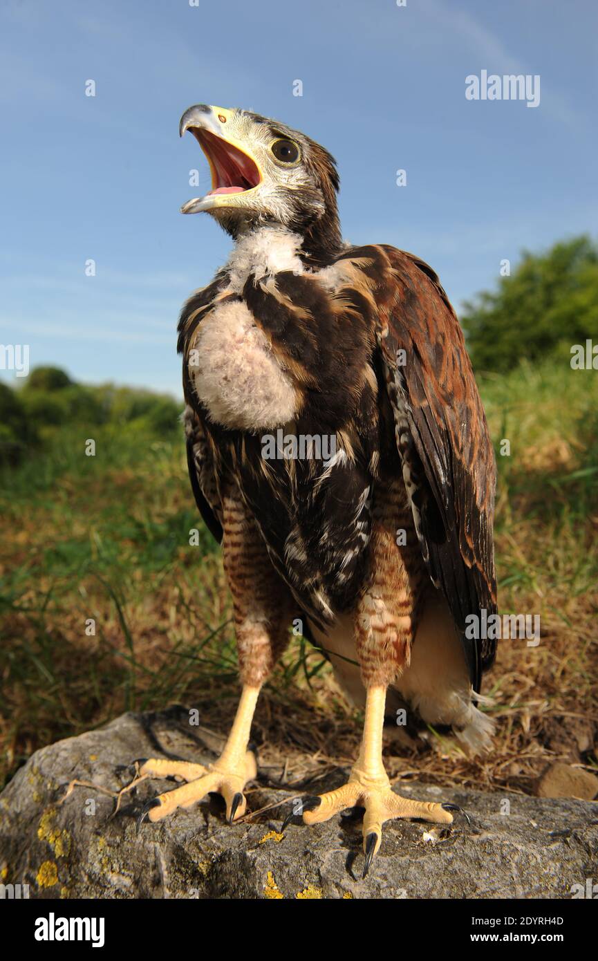 The Harris's Hawk or Harris Hawk (Buse de Harris-Parabuteo unicinctus ...