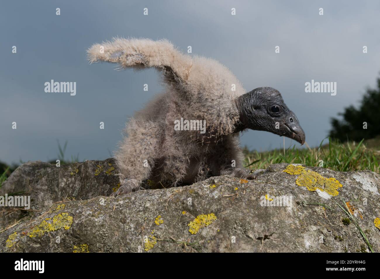Condors in captivity hi-res stock photography and images - Alamy