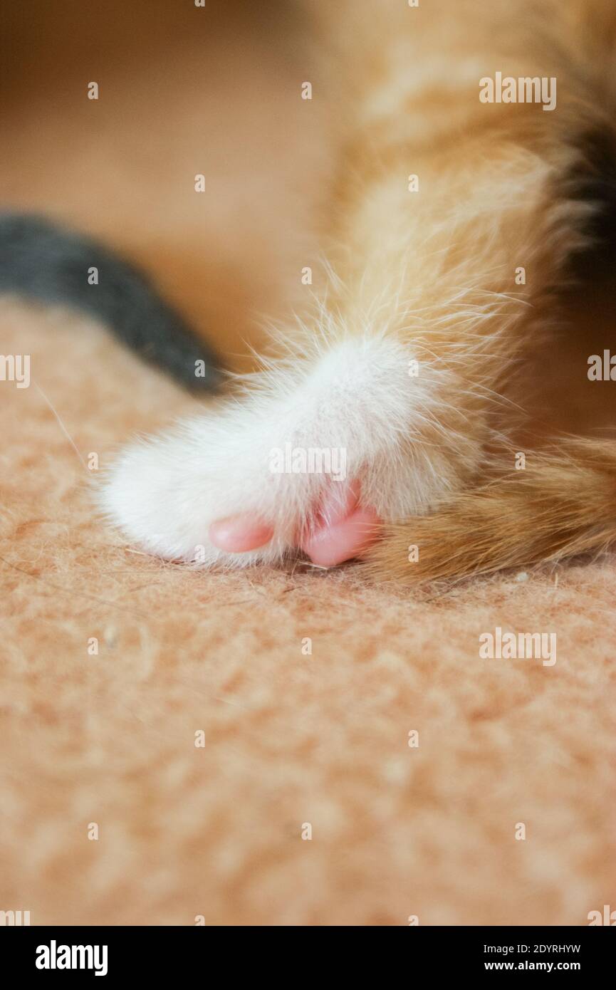 A Paw with cute toe beans and two tails of young kittens in ginger and ...