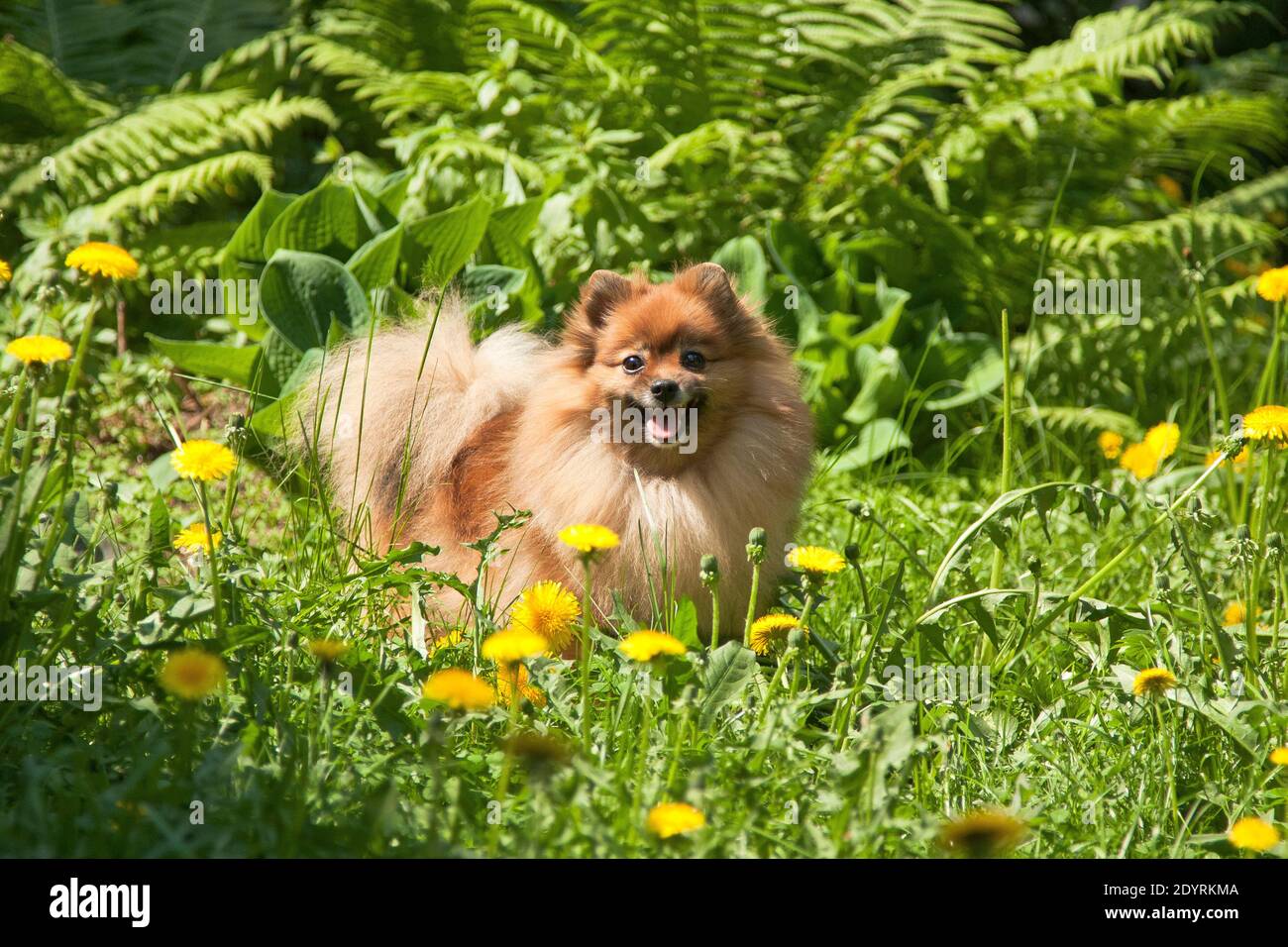 Portrait of a cheerful red color little fluffy dog of the breed Spitz ...