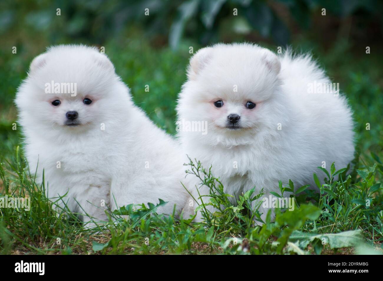 Two little fluffy puppy of dog of breed Spitz, cream color, on the ...
