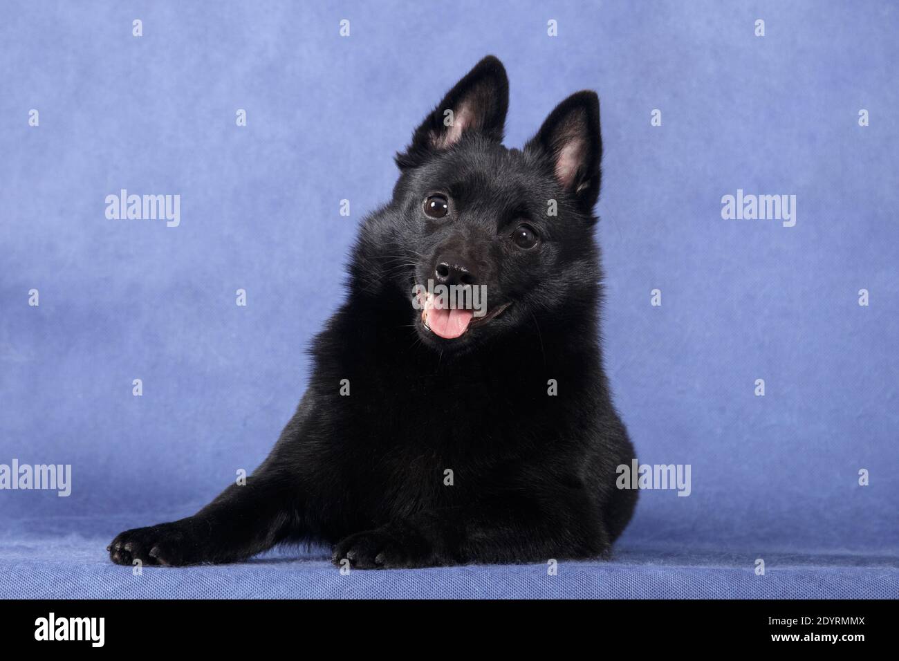 Black small fluffy dog of the shepherd Belgian shepherds breed, lies on ...