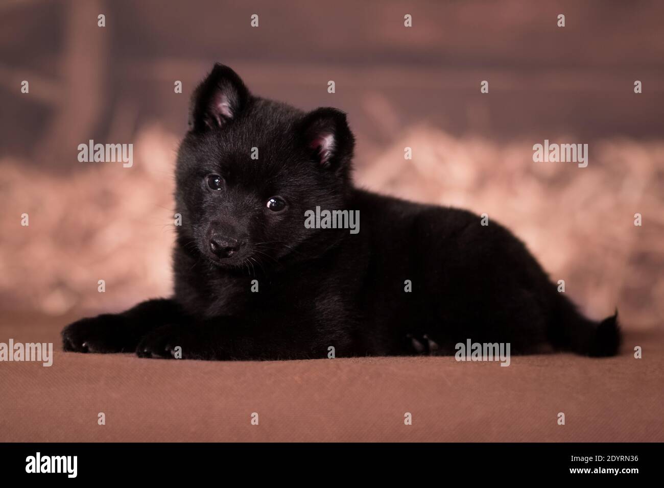 A small black fluffy puppy of Belgian schipperke shepherds, lies on a ...