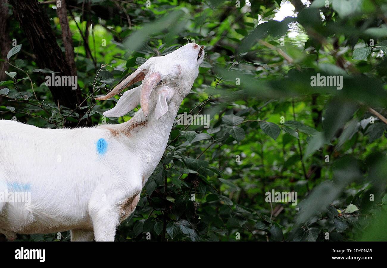 Eco-Goats begin the process of clearing land adjacent to the historic ...