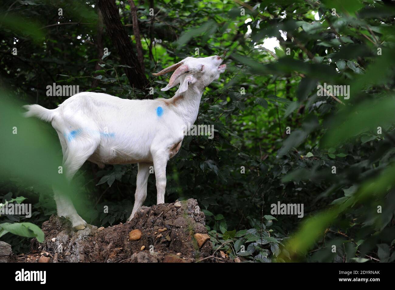 Eco-Goats begin the process of clearing land adjacent to the historic ...