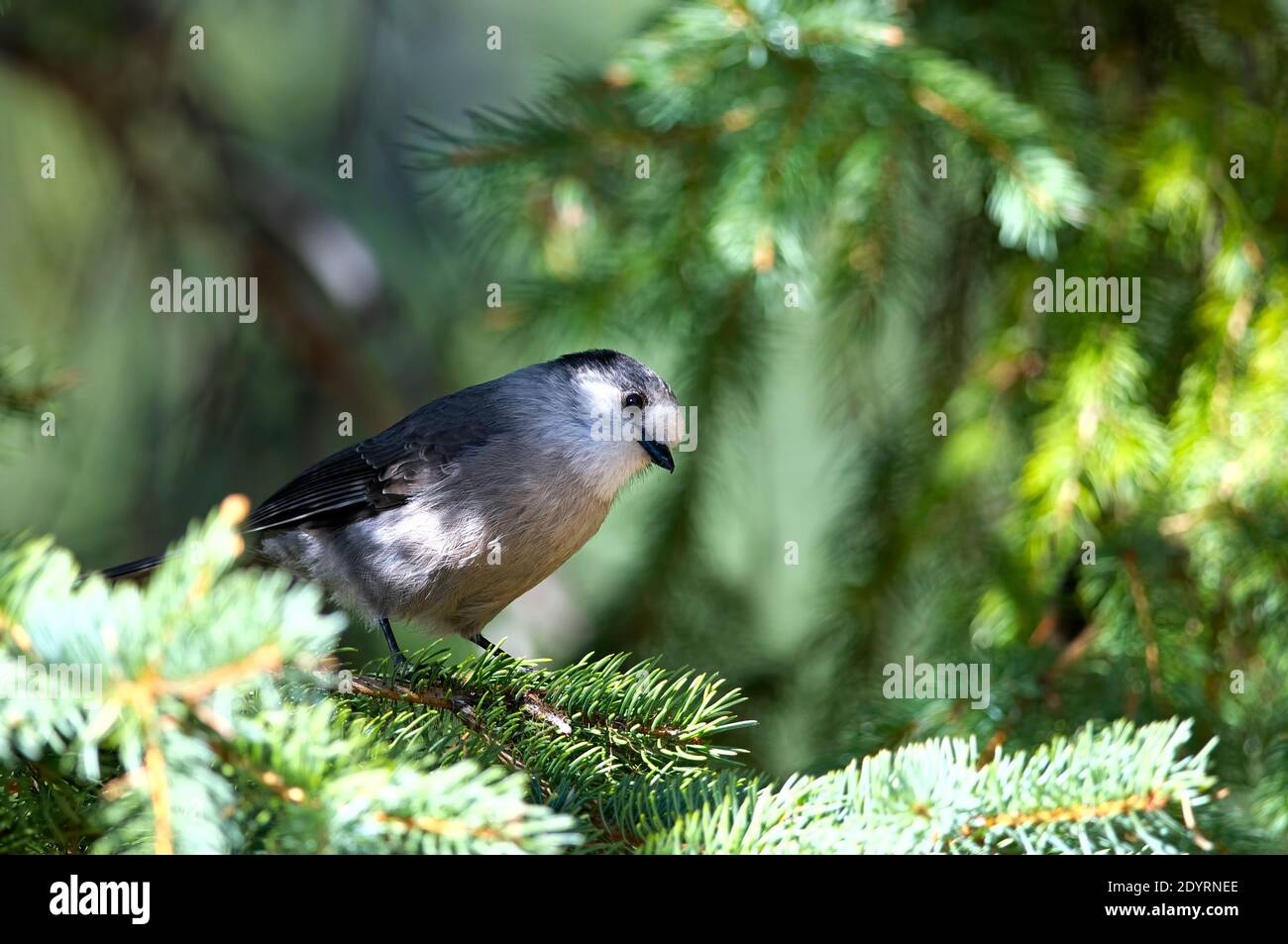 Canada Jay (Perisoreus canadensis) perched on a tree branch looking at ...