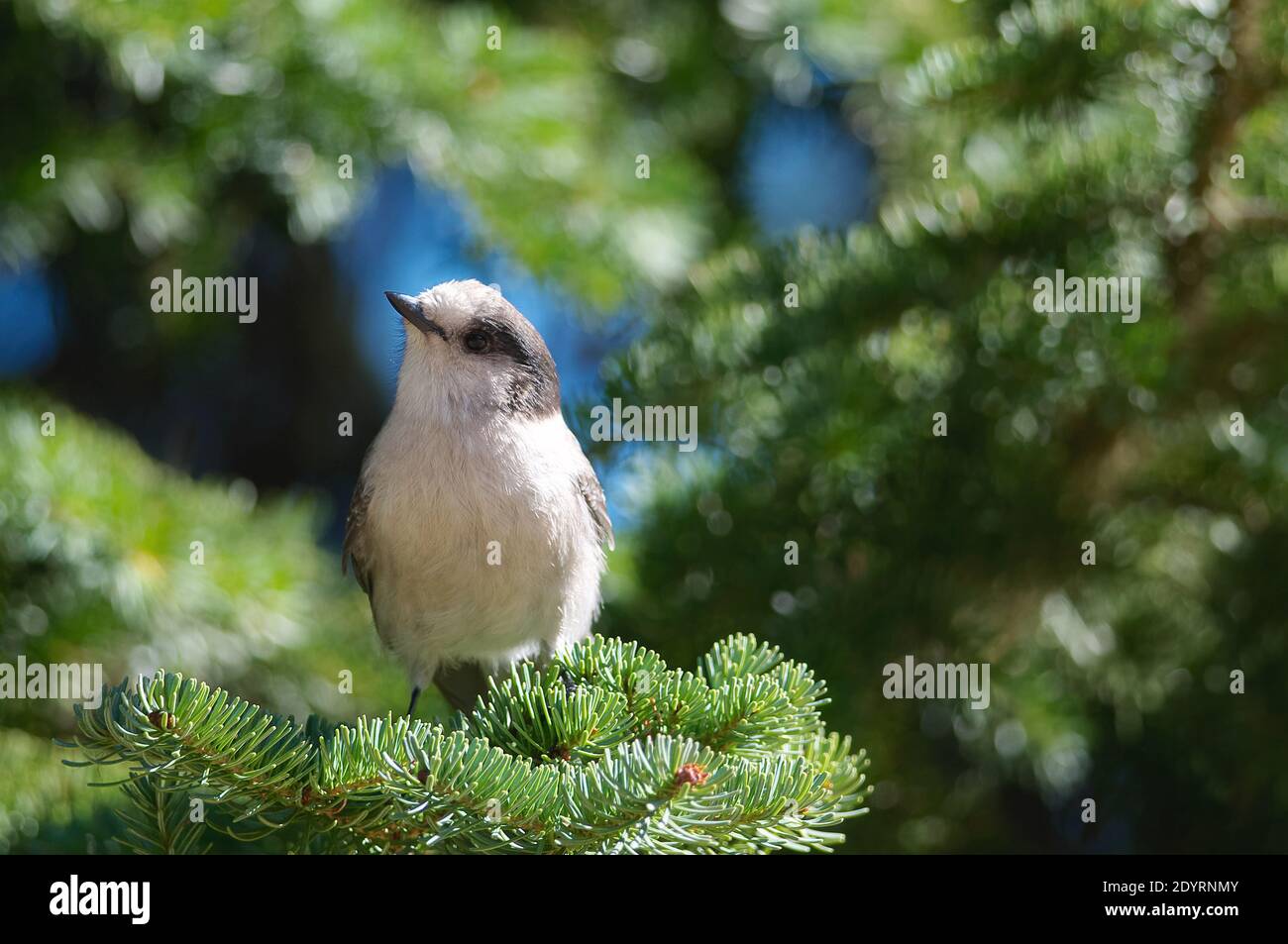 Perisoreus canadensis hi-res stock photography and images - Alamy