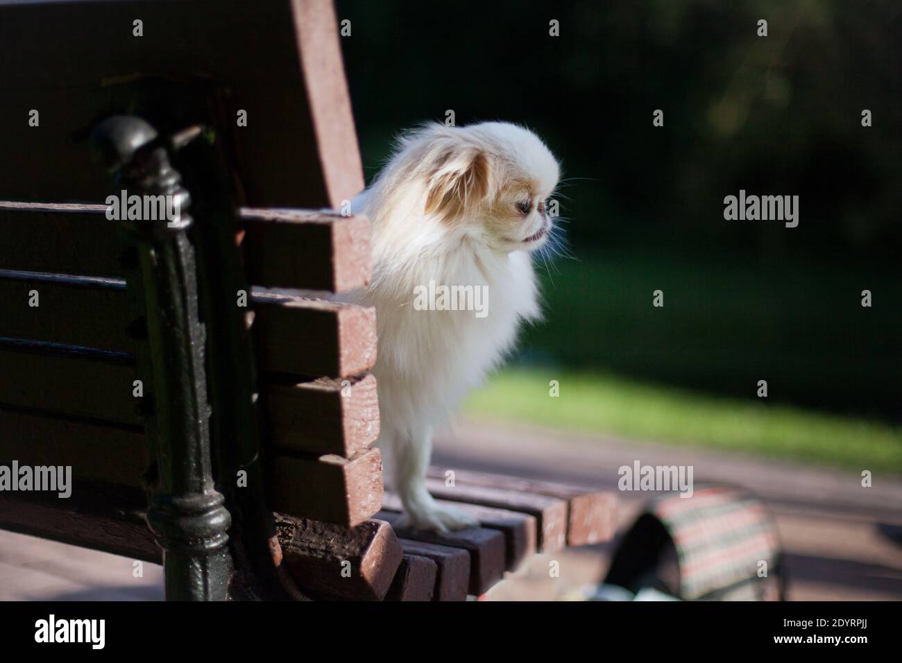 Japanese Chin Dog Brown