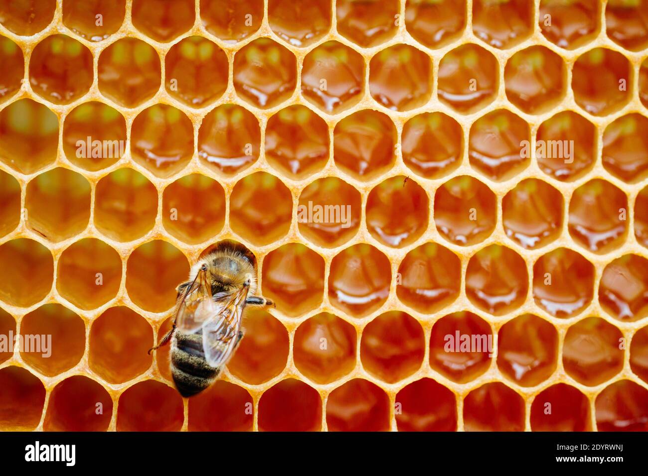 Macro photo of working bees on honeycombs. Beekeeping and honey ...