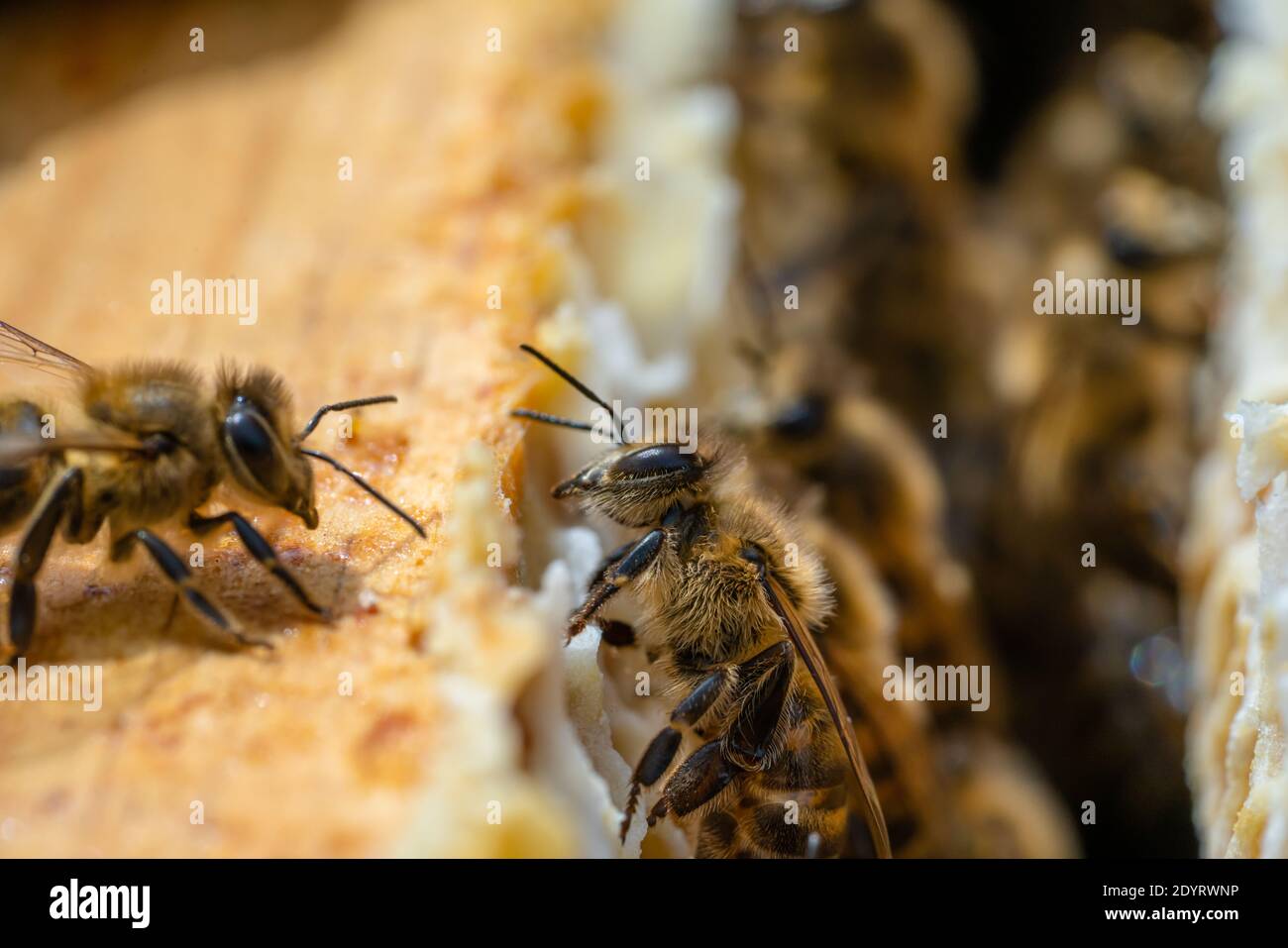 Macro photo of working bees on honeycombs. Beekeeping and honey ...