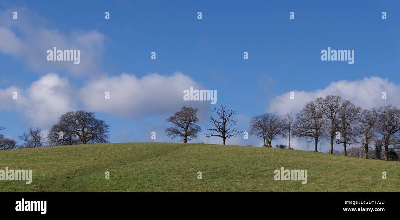 Winter scene in England showing barren trees on grassy hill with blue ...