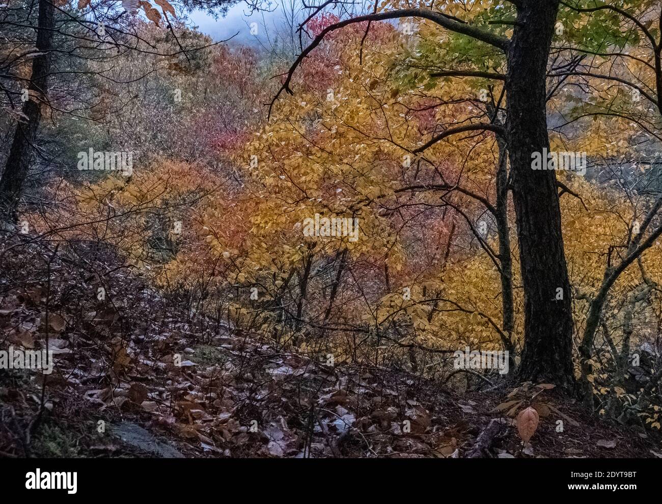 Fall Color Breaks Interstate Park Virginia Stock Photo - Alamy