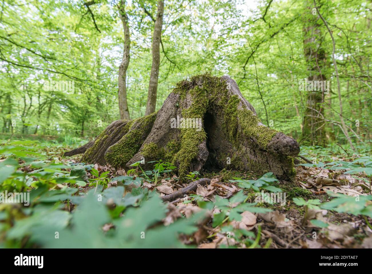Old tree stump and roots covered with moss in a forest at bright ...